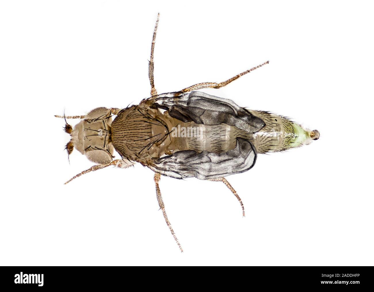 Mutant fruit fly. The large compound eyes are on either side of the ...