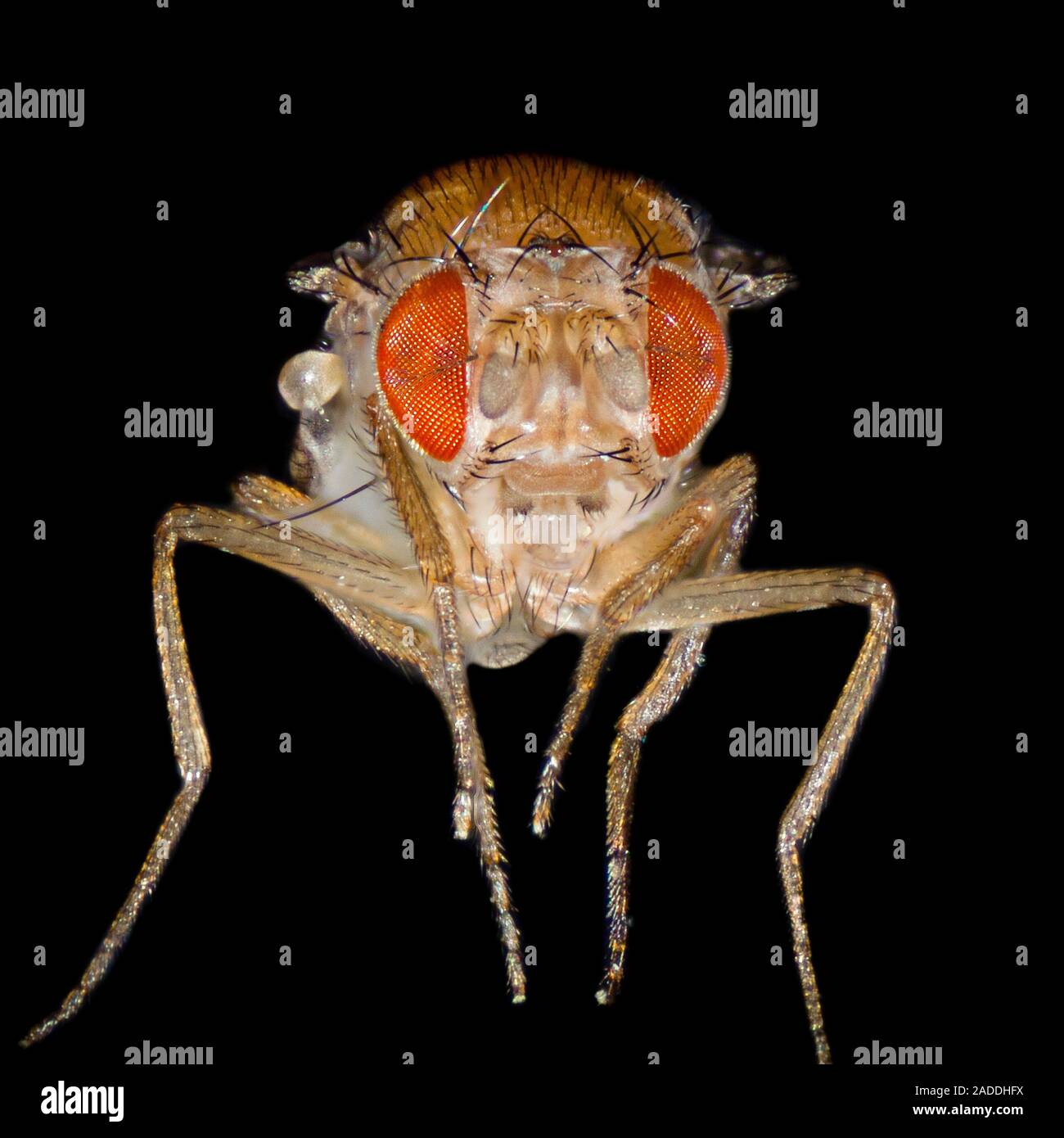 Mutant fruit fly. The large compound eyes (red) are on either side of ...