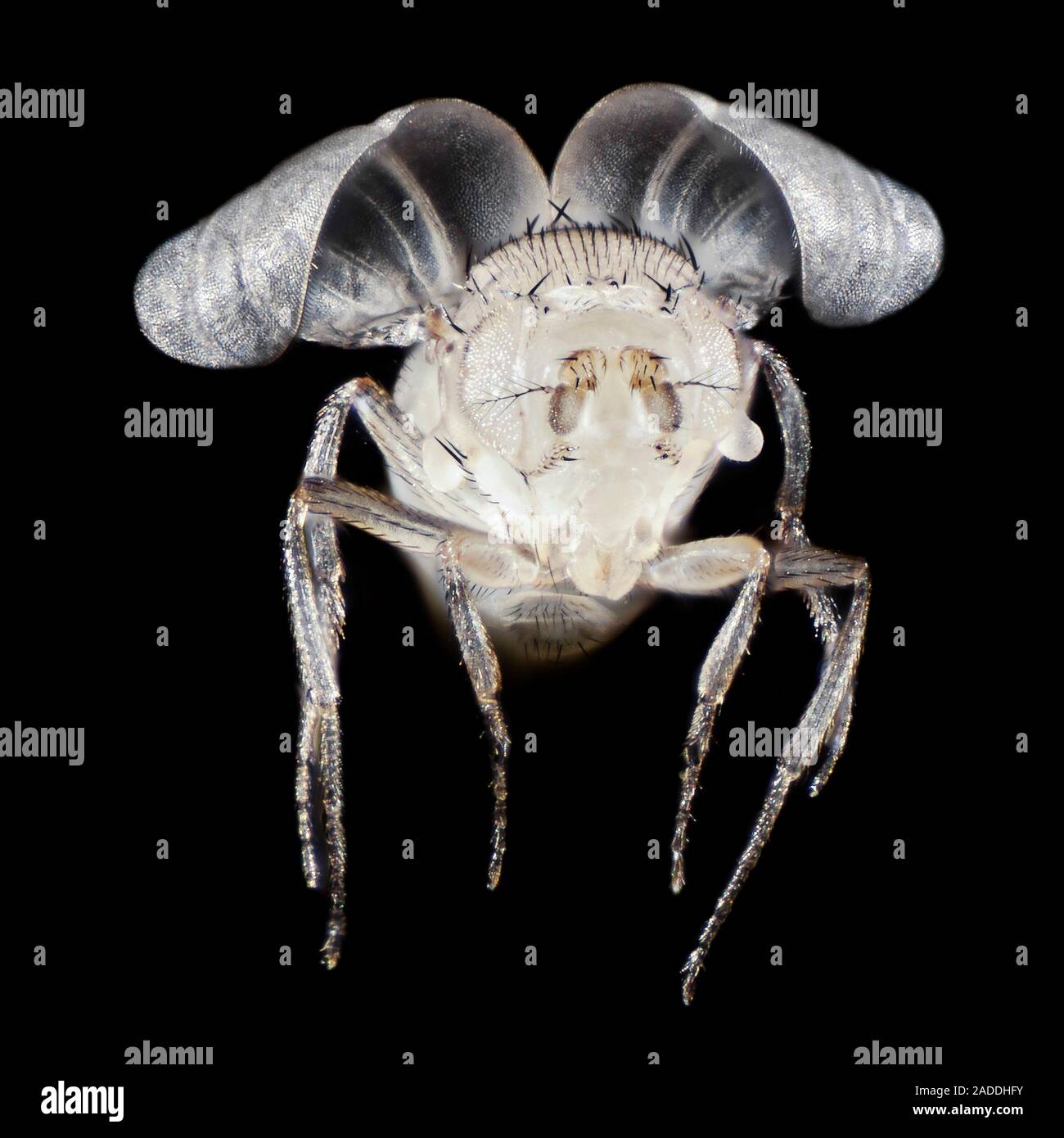 Mutant fruit fly. The large compound eyes are on either side of the ...
