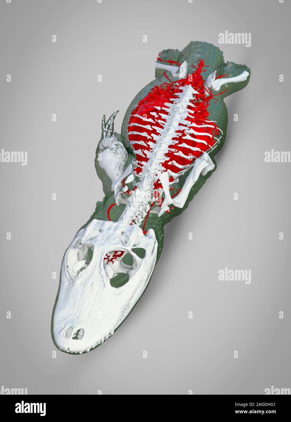 Juvenile American alligator (Alligator mississippiensis), coloured 3D ...