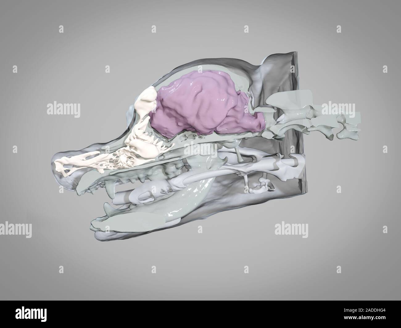 Dog skull and brain. Coloured 3D computed tomography (CT) scan of the ...
