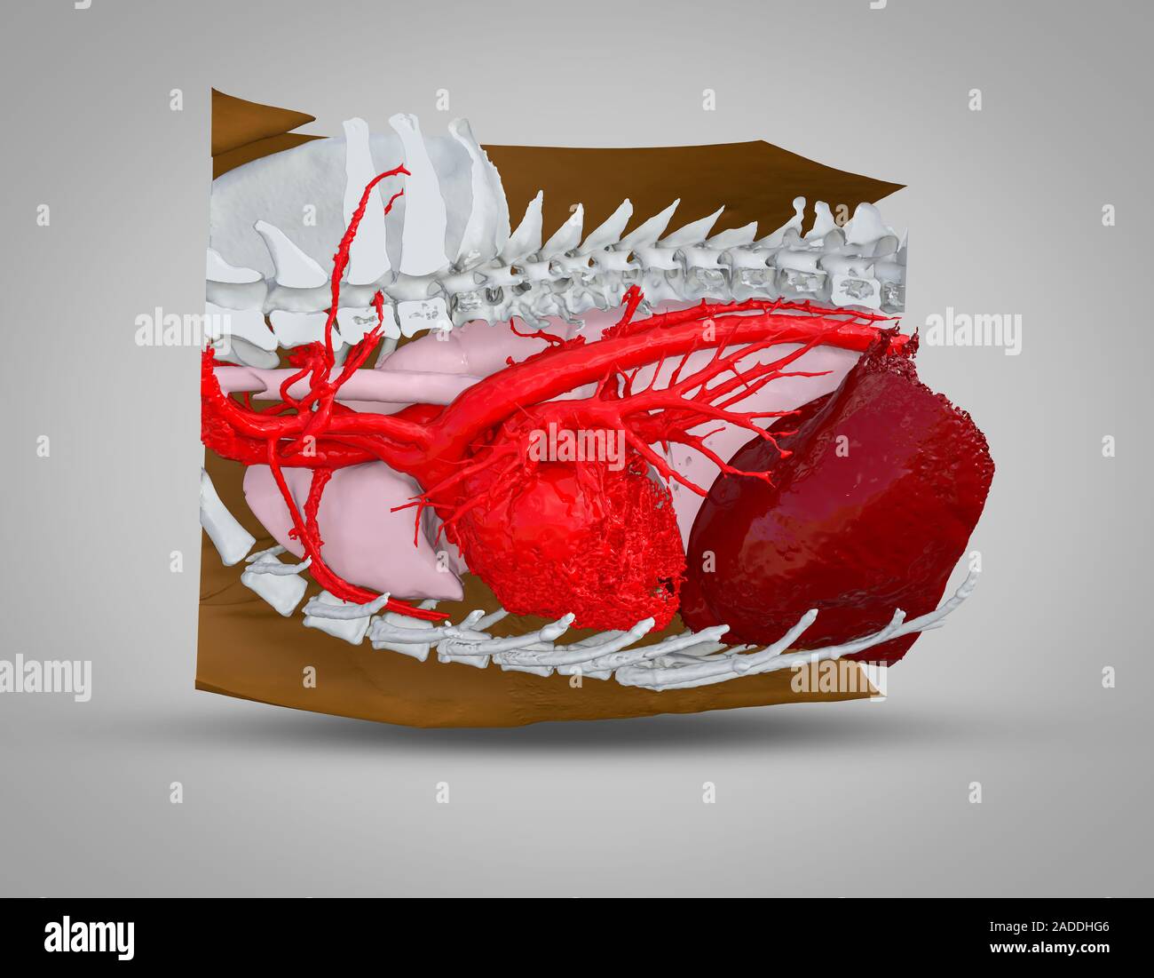 Dog heart, lungs and liver. Coloured 3D computed tomography (CT) scan ...
