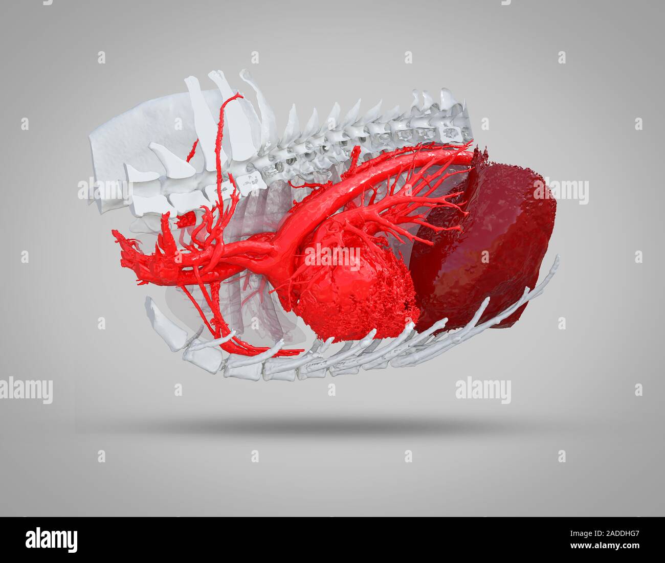 Dog heart and liver. Coloured 3D computed tomography (CT) scan of the ...