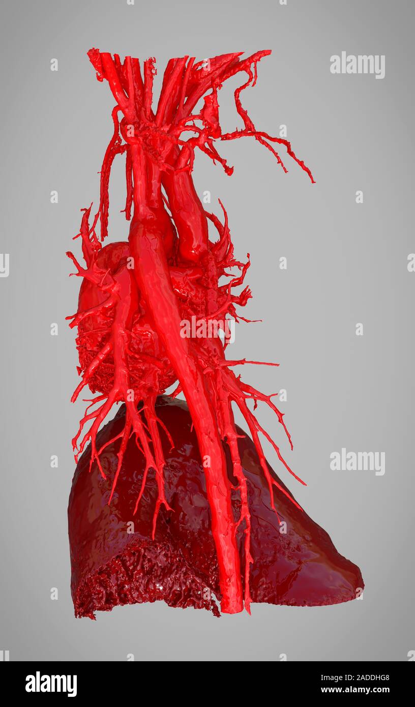Dog heart and liver. Coloured 3D computed tomography (CT) scan of the ...