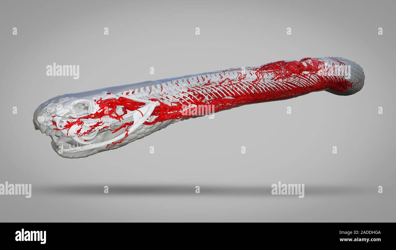 Mojave rattlesnake (Crotalus scutulatus), coloured 3D computed ...