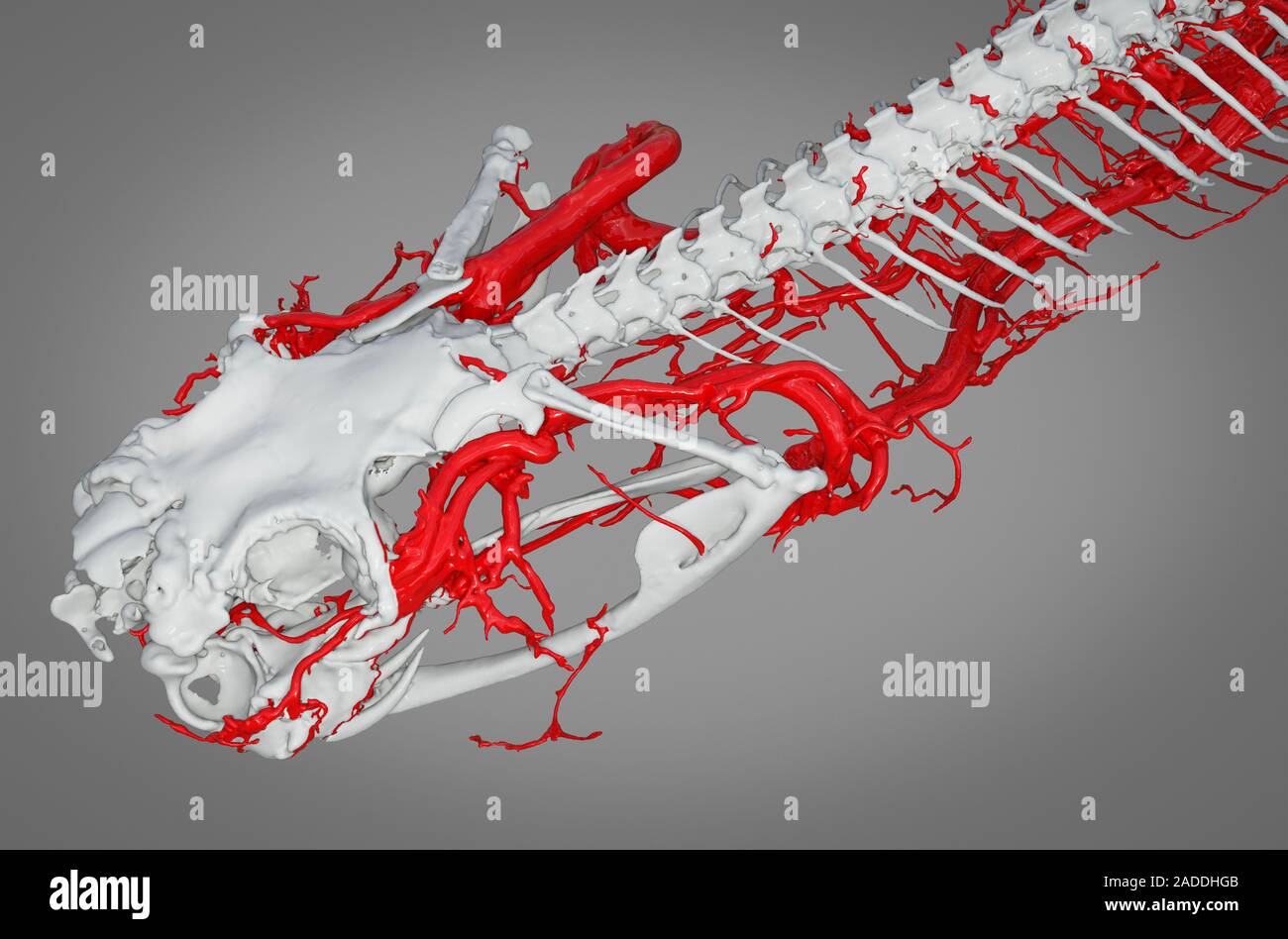 Mojave rattlesnake (Crotalus scutulatus) head, coloured 3D computed ...