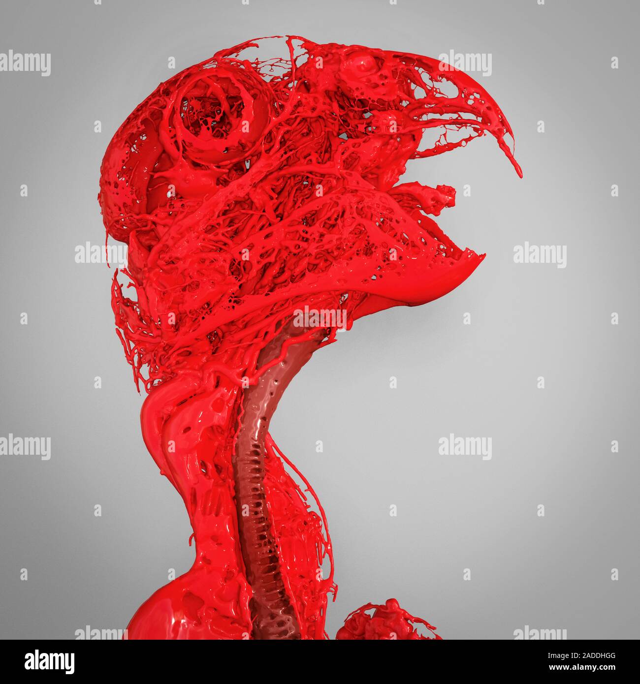Parrot head and neck blood vessels. Coloured 3D computed tomography (CT ...
