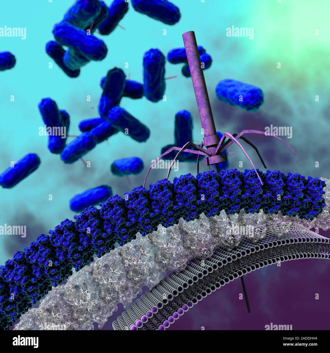 C. difficile antimicrobial treatment, illustration. Bacteriocin being ...