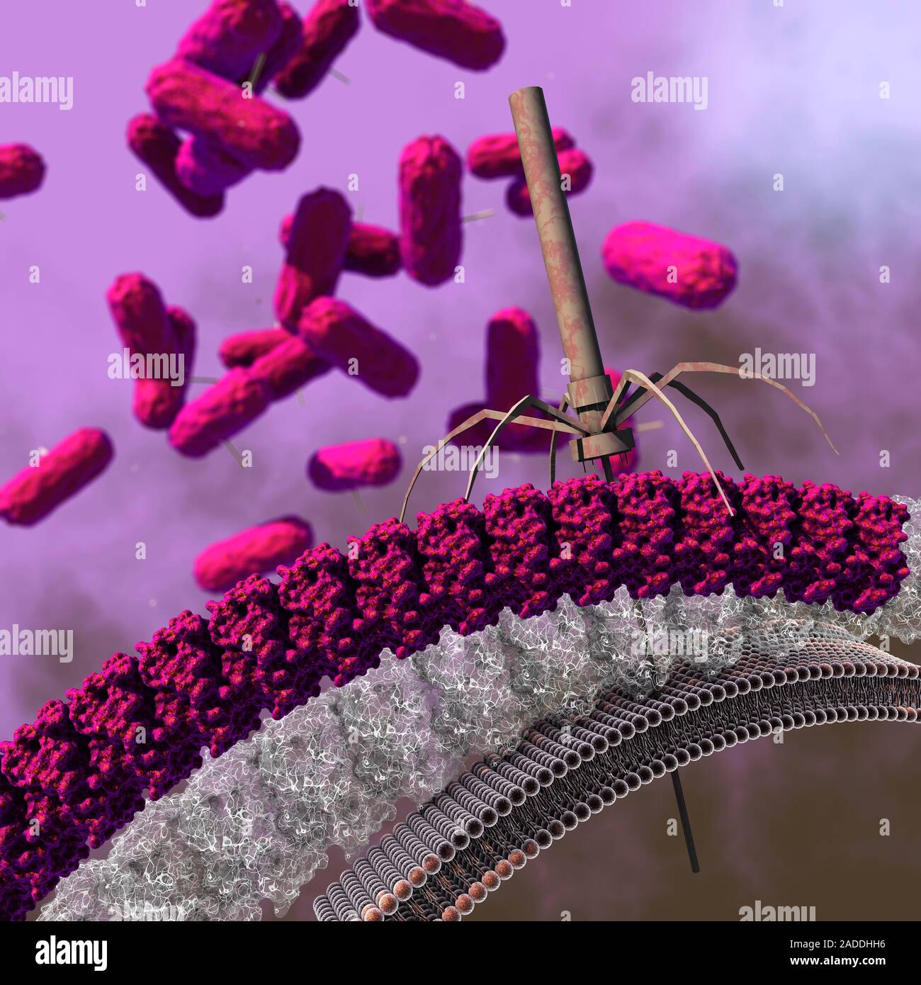 C. difficile antimicrobial treatment, illustration. Bacteriocin being ...