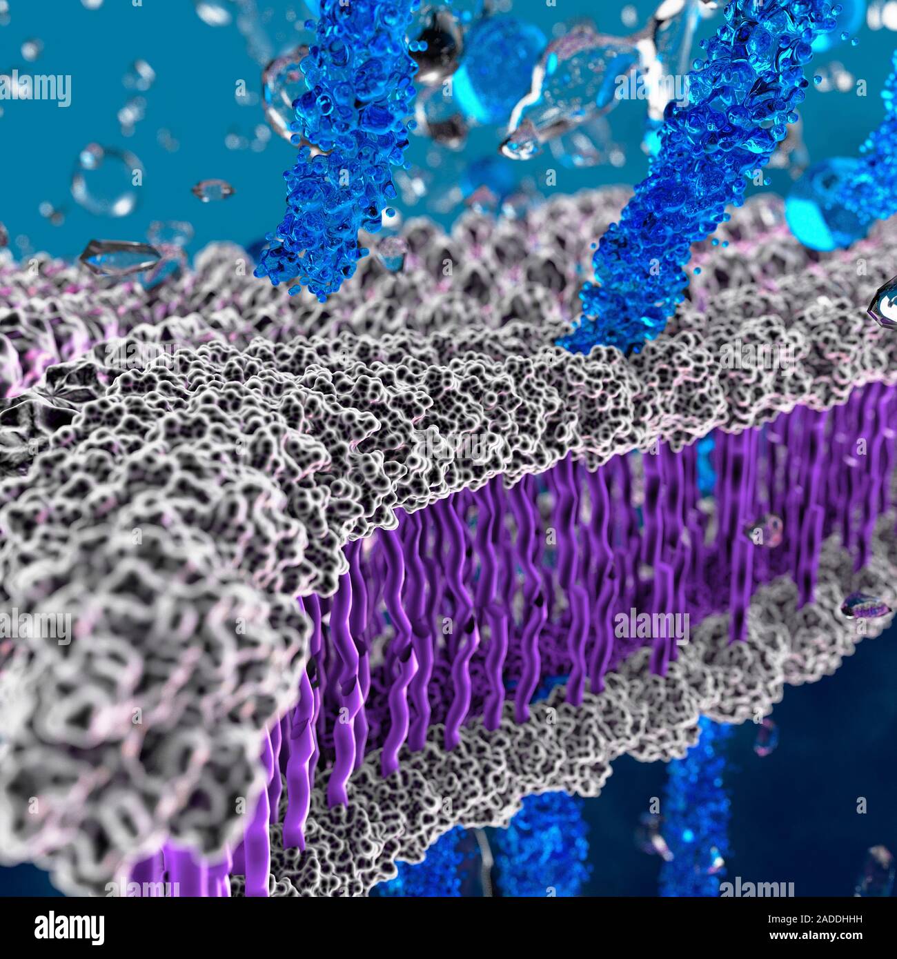 Water transport across cell membrane, illustration. Water (blue) is ...