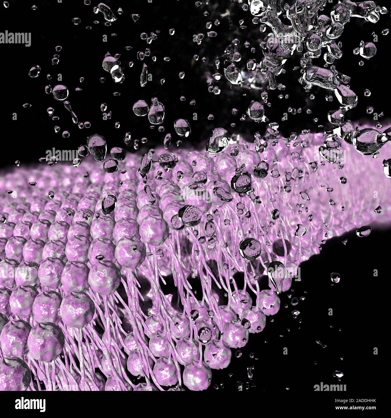 Water transport across cell membrane, illustration. Water is shown ...