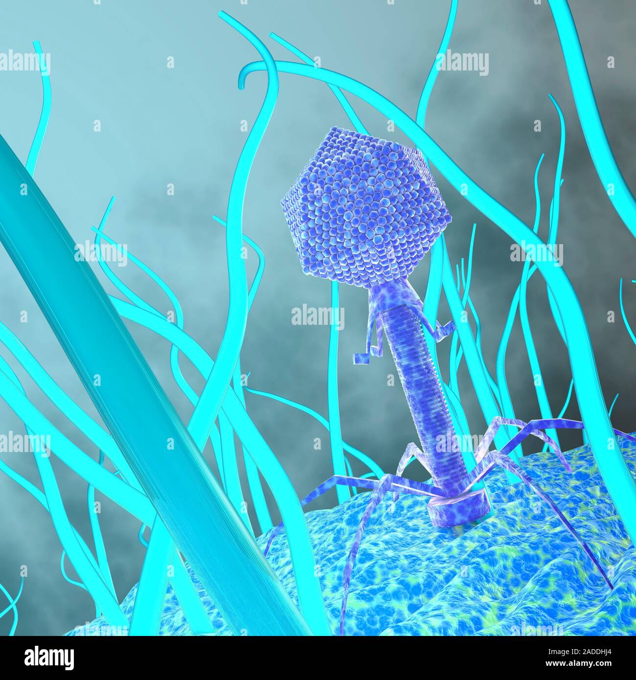 Bacteriophage infecting a bacterium. Illustration of a bacteriophage, a ...
