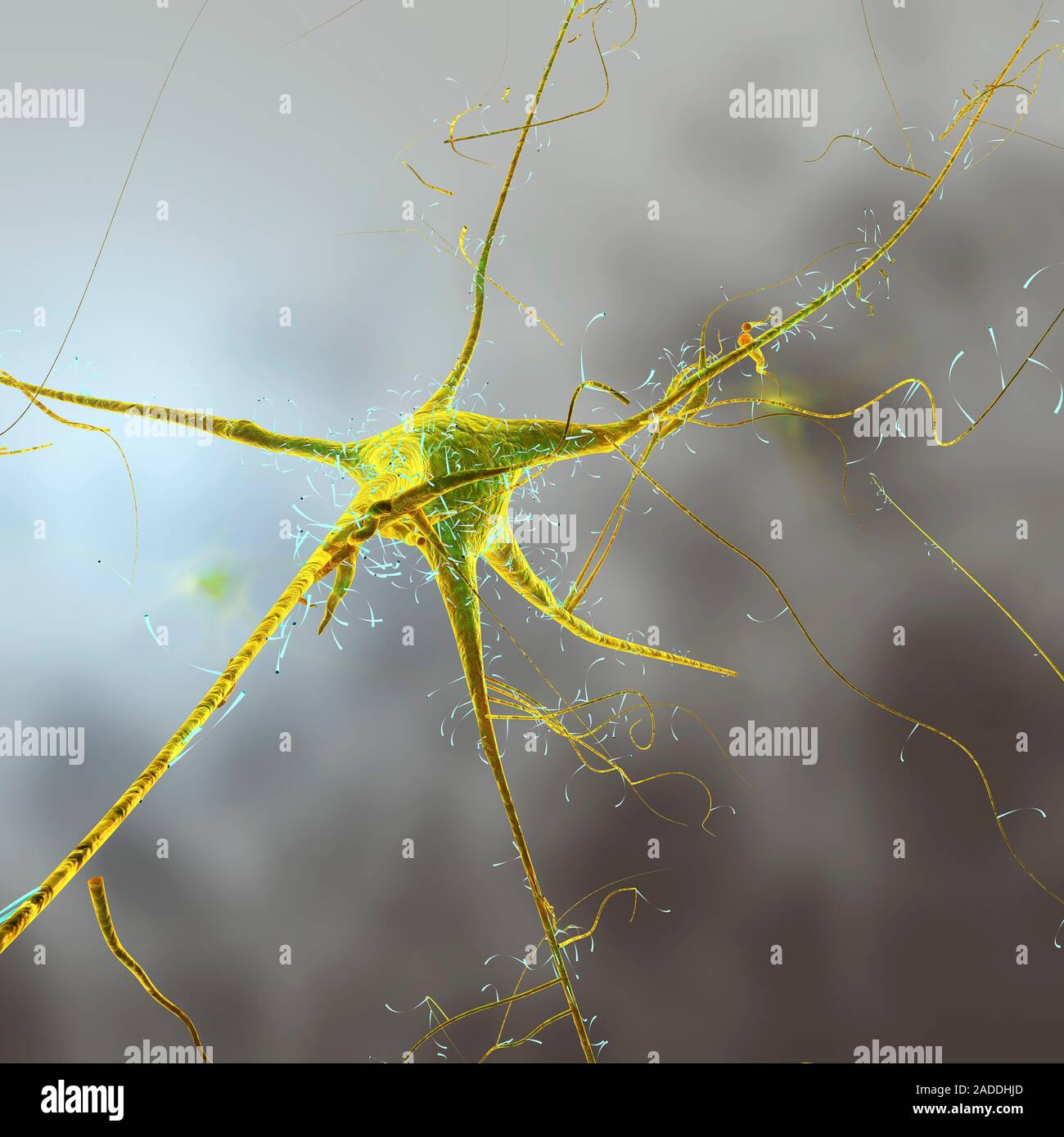 Nerve cell and dendrites, illustration. Neurons are responsible for ...