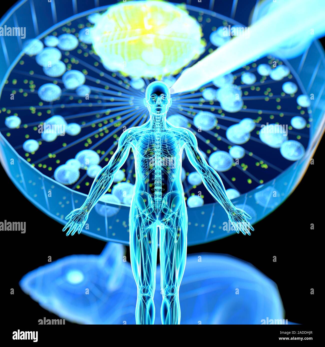 Medical laboratory research. Conceptual illustration of a human figure ...