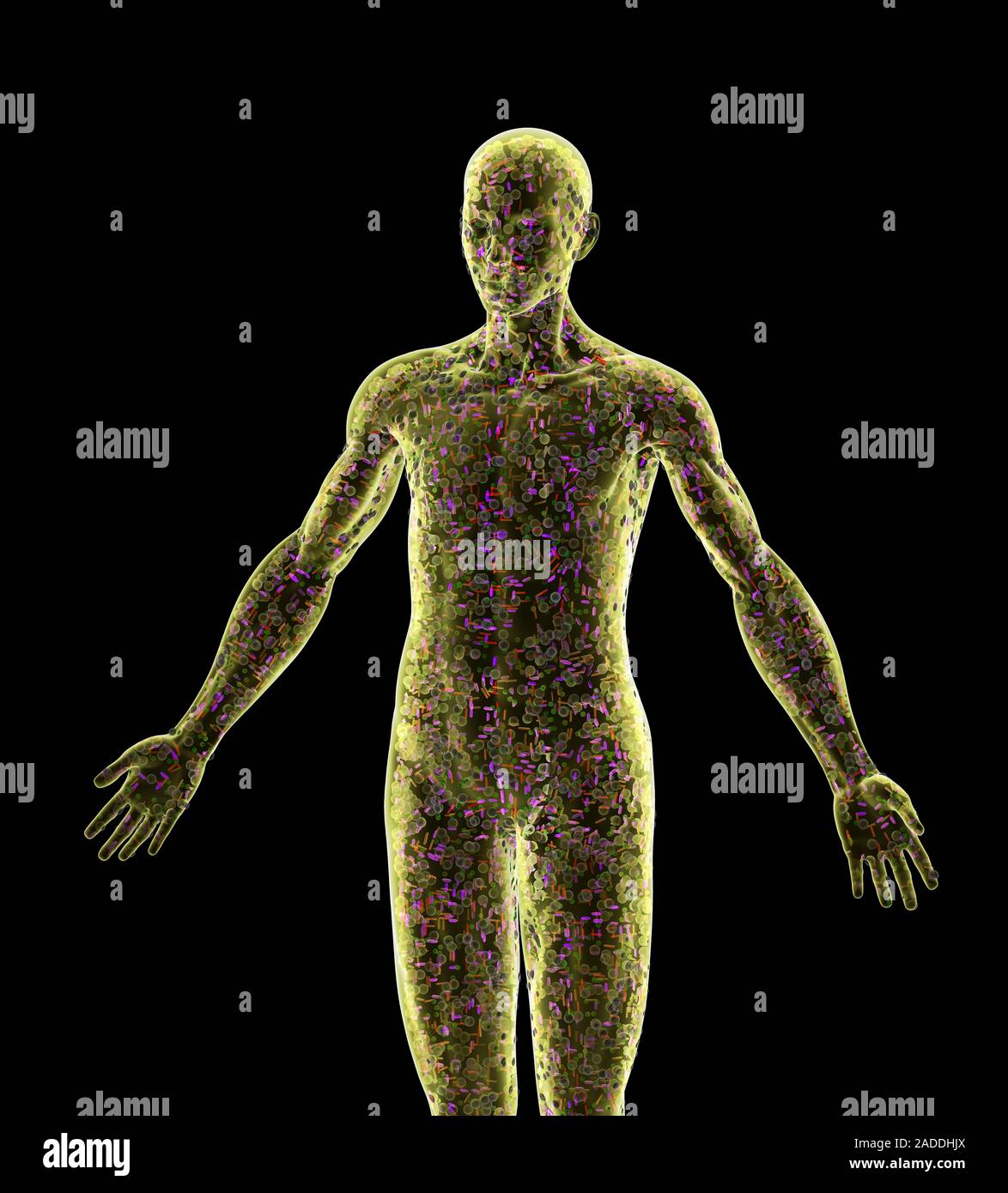 Cells in a human body, conceptual image. The human body contains ...