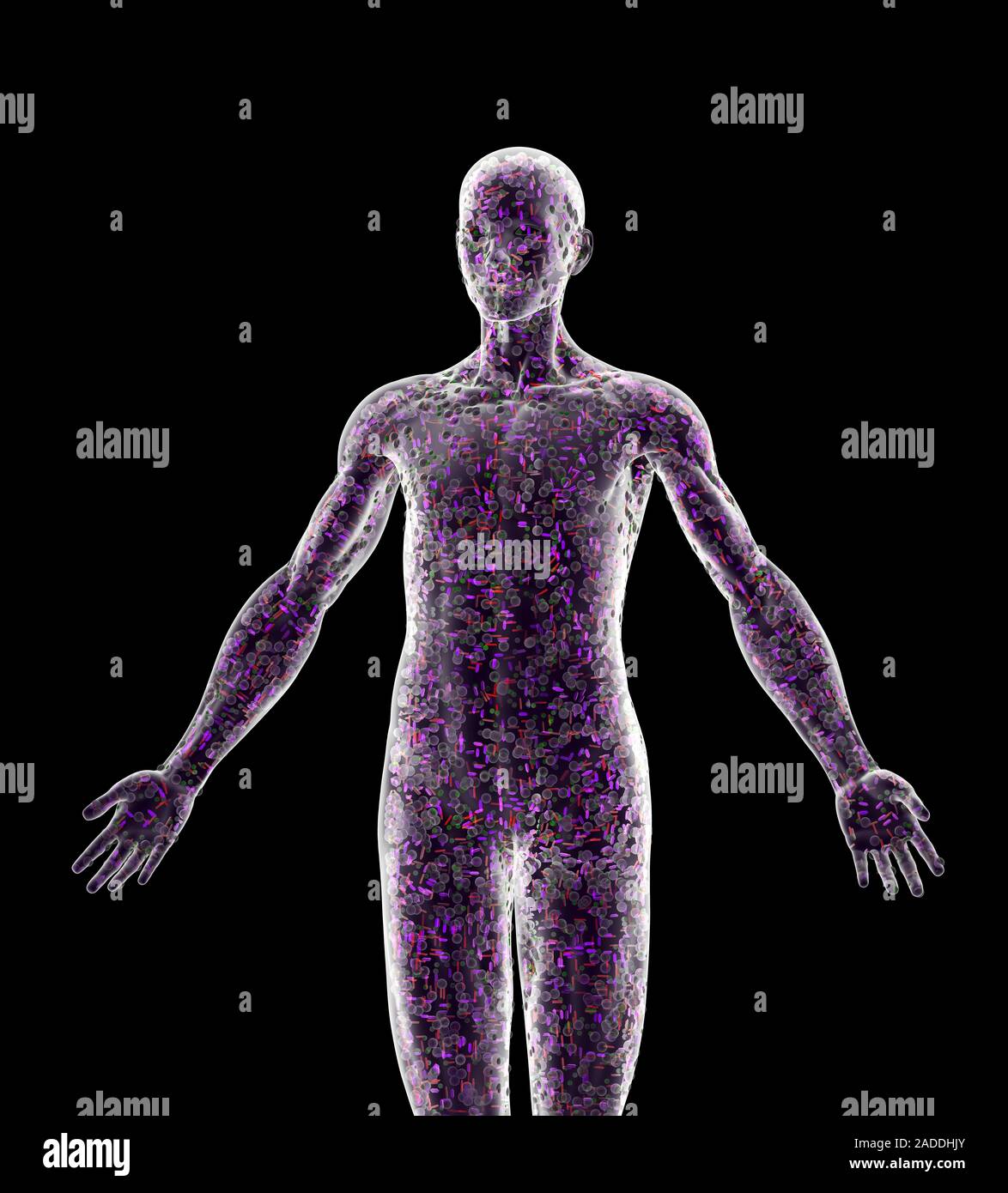 Cells in a human body, conceptual image. The human body contains ...