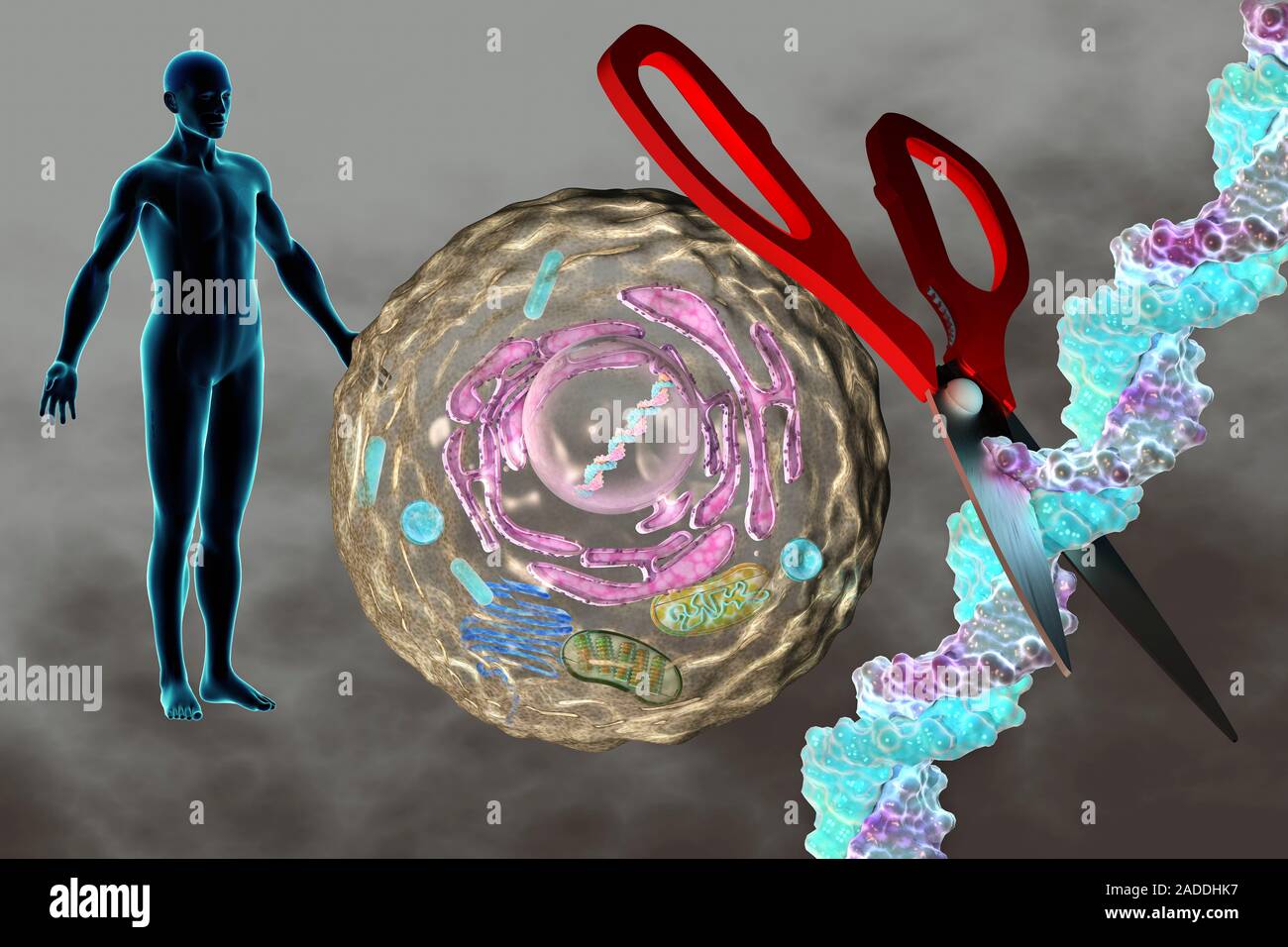 Gene editing. Conceptual illustration of a human figure, a cell, and a ...