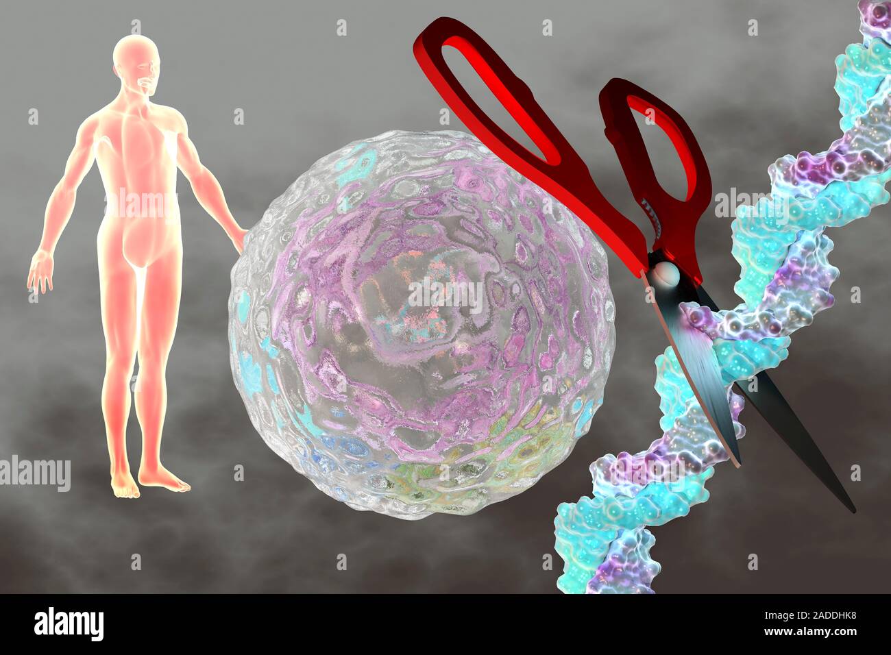 Gene editing. Conceptual illustration of a human figure, a cell, and a ...