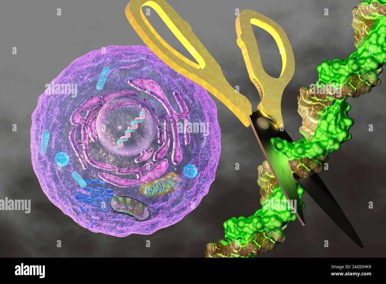 Gene editing. Conceptual illustration of a cell, and a pair of scissors ...