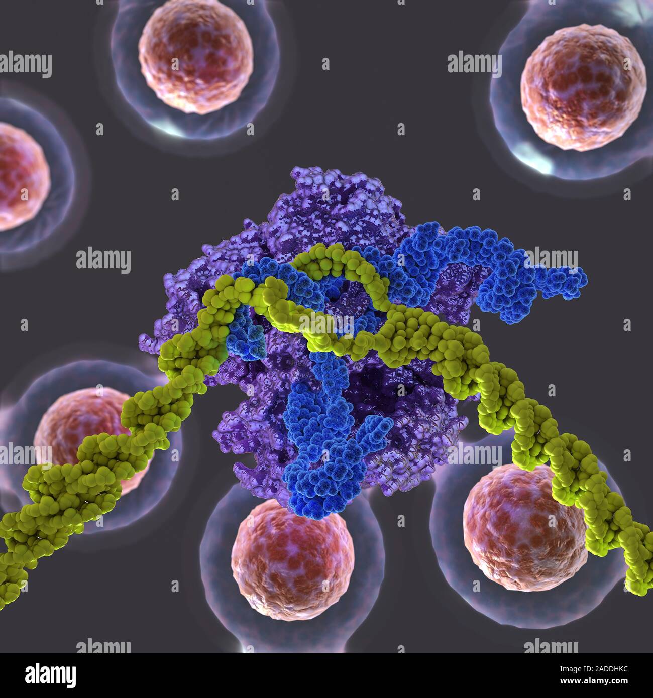 CRISPR-Cas9 gene editing complex and cells, illustration. The CRISPR ...
