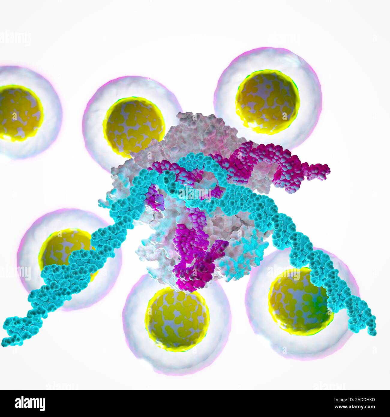 CRISPR-Cas9 gene editing complex and cells, illustration. The CRISPR ...
