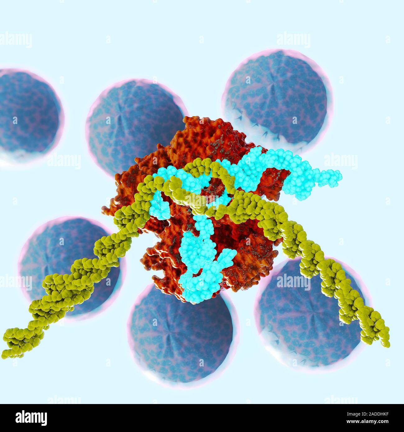 CRISPR-Cas9 gene editing complex and cells, illustration. The CRISPR ...