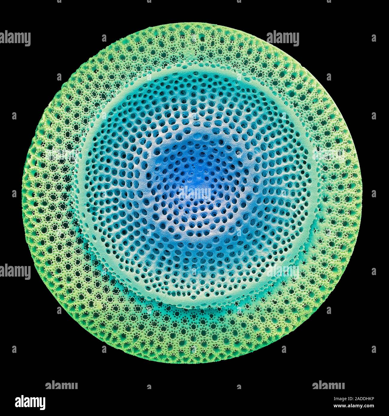 Diatom. Coloured scanning electron micrograph (SEM) of an unknown ...