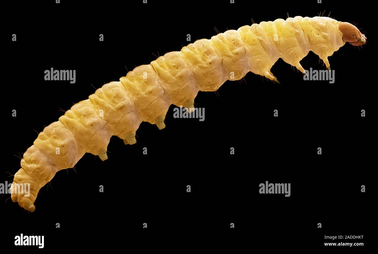 Coloured scanning electron micrograph (SEM) of the larva of the plum ... Coloured scanning electron micrograph (SEM) of the larva of the plum ...