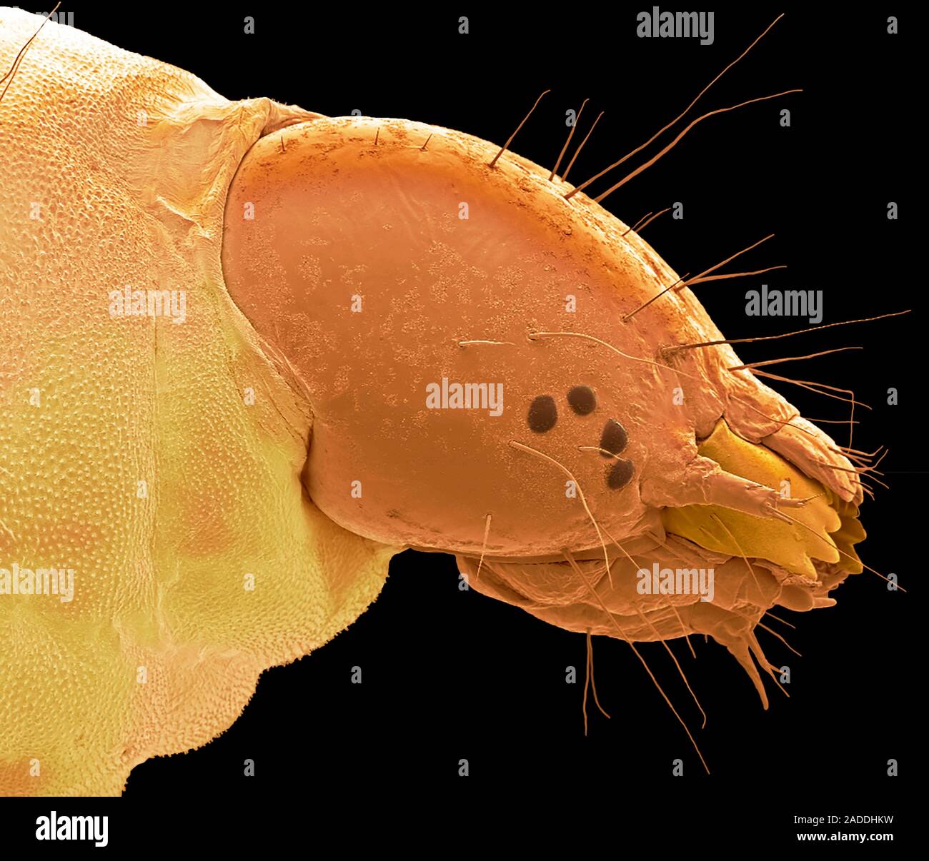 Coloured scanning electron micrograph (SEM) of the head of the larva of ...