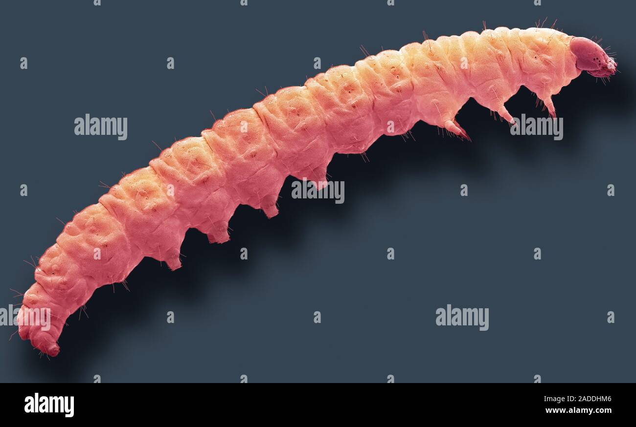 Coloured scanning electron micrograph (SEM) of the larva of the plum ...