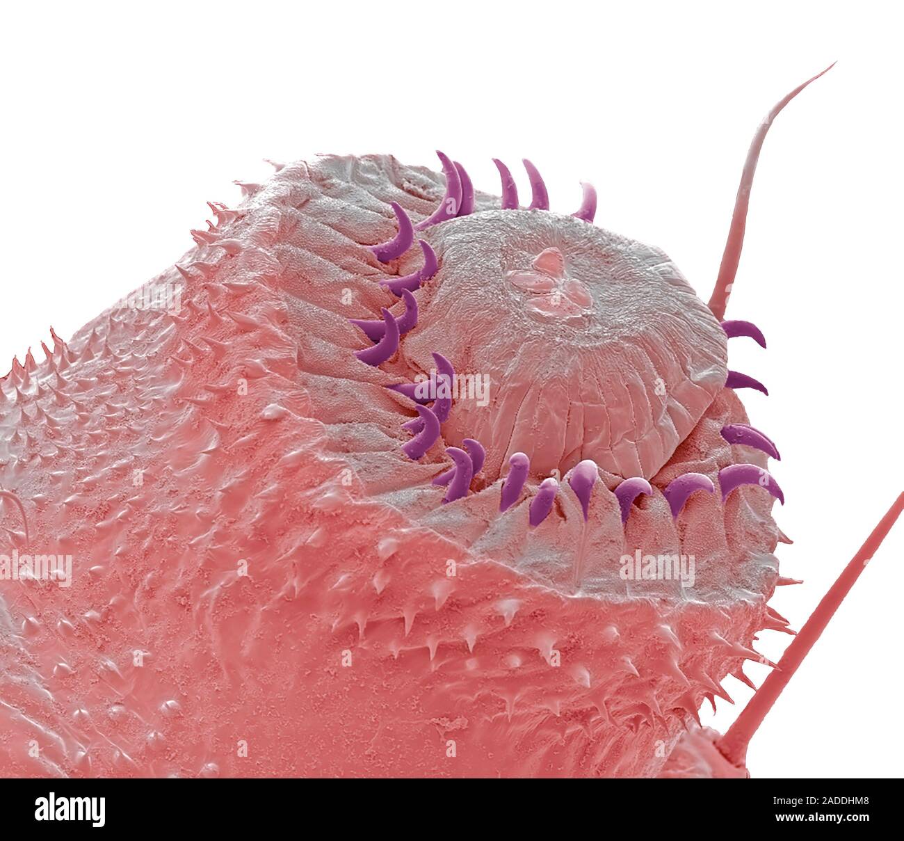 Coloured scanning electron micrograph (SEM) of the proleg of the larva ... Coloured scanning electron micrograph (SEM) of the proleg of the larva ...