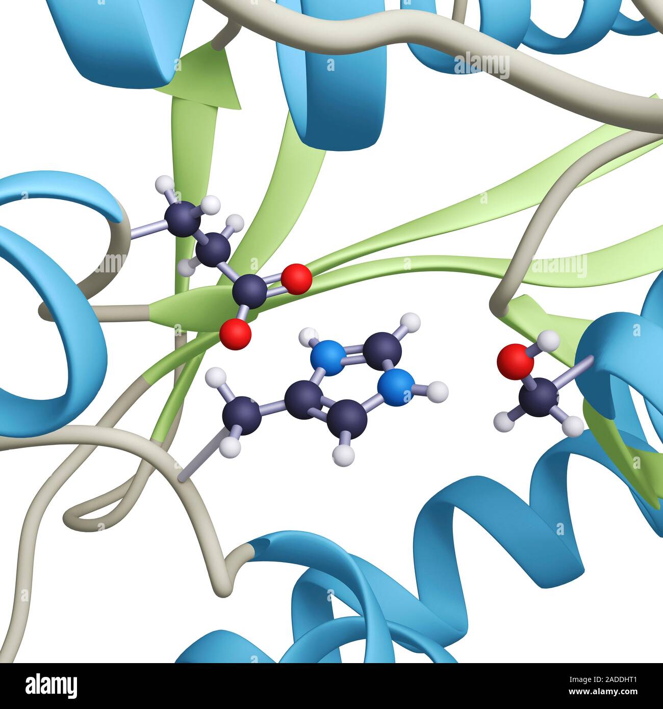 The active site of acetylcholinesterase (AChE) includes a catalytic triad of three amino acid ...
