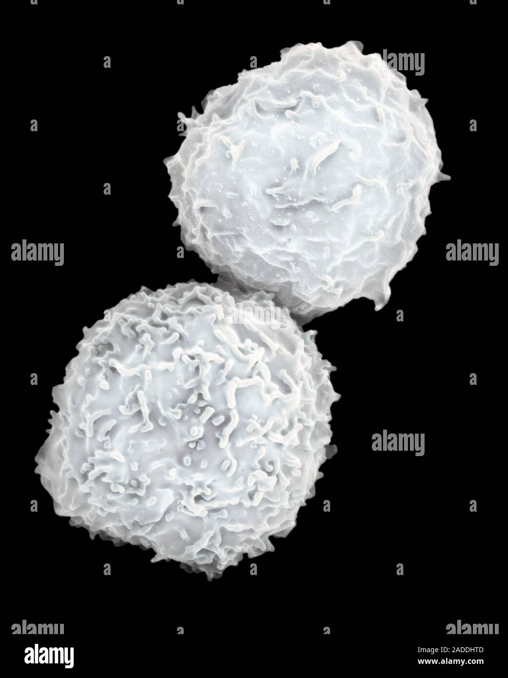 Hematopoietic Stem Cells Isolated From Human Bone Marrow Coloured Scanning Electron Micrograph