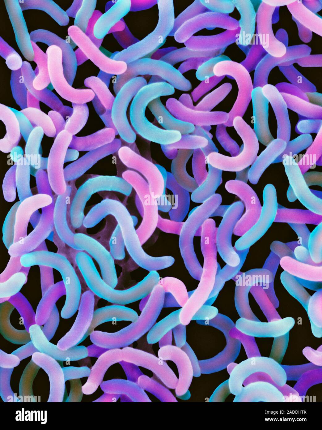 Coloured scanning electron micrograph (SEM) of Vibrio cholerae bacteria ...