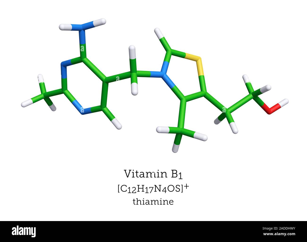 Vitamin B1 Also Called Thiamine Is Found In Seeds Legumes And Rice Thiamine Is The Precursor