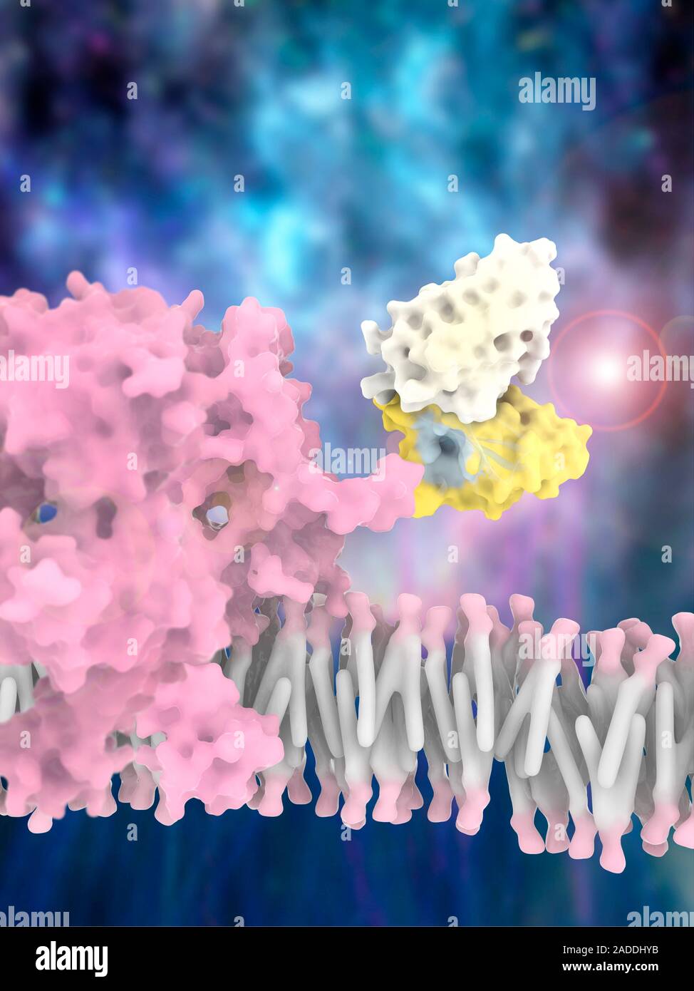 Glutamate transporter nanobody therapy. Illustration of nanobodies ...
