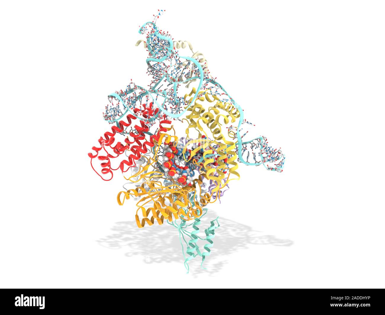 Telomerase active site bound to DNA, molecular model. Telomerase is a ...