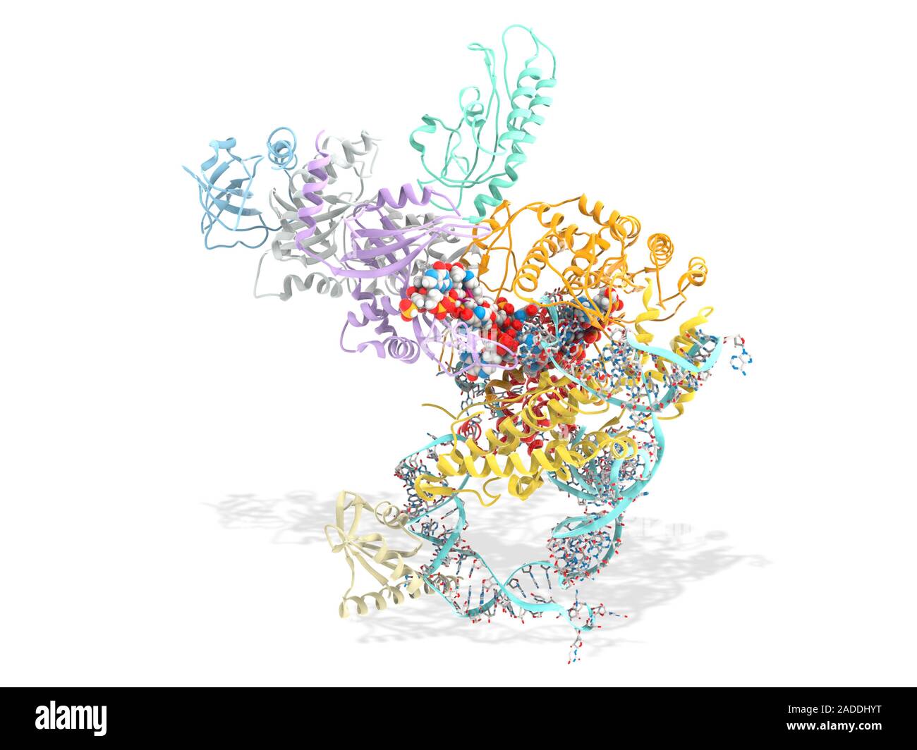Telomerase active site bound to DNA, molecular model. Telomerase is a ...