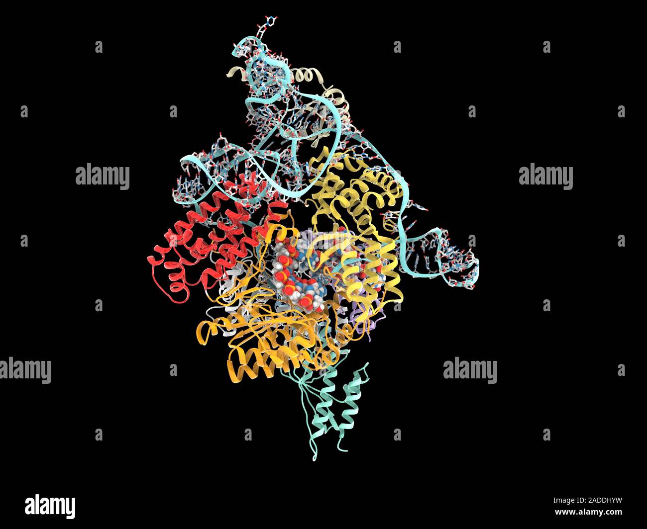 Telomerase active site bound to DNA, molecular model. Telomerase is a ...