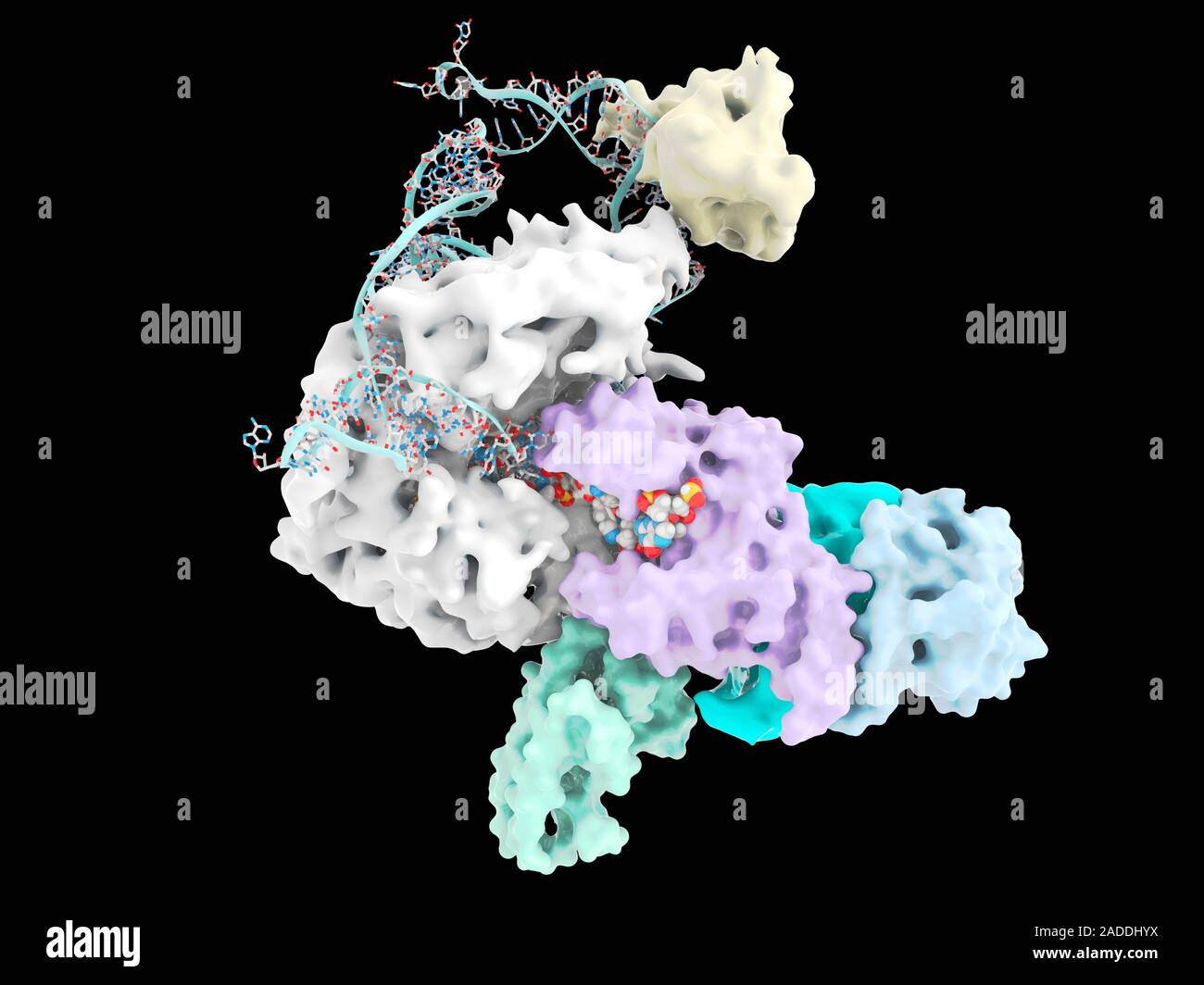 Telomerase active site bound to DNA, molecular model. Telomerase is a ...