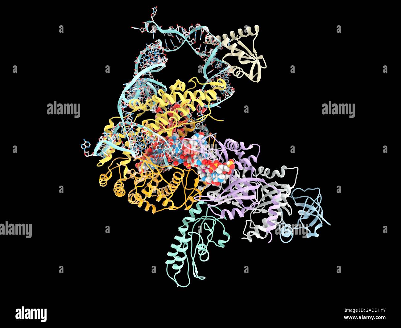 Telomerase active site bound to DNA, molecular model. Telomerase is a ...