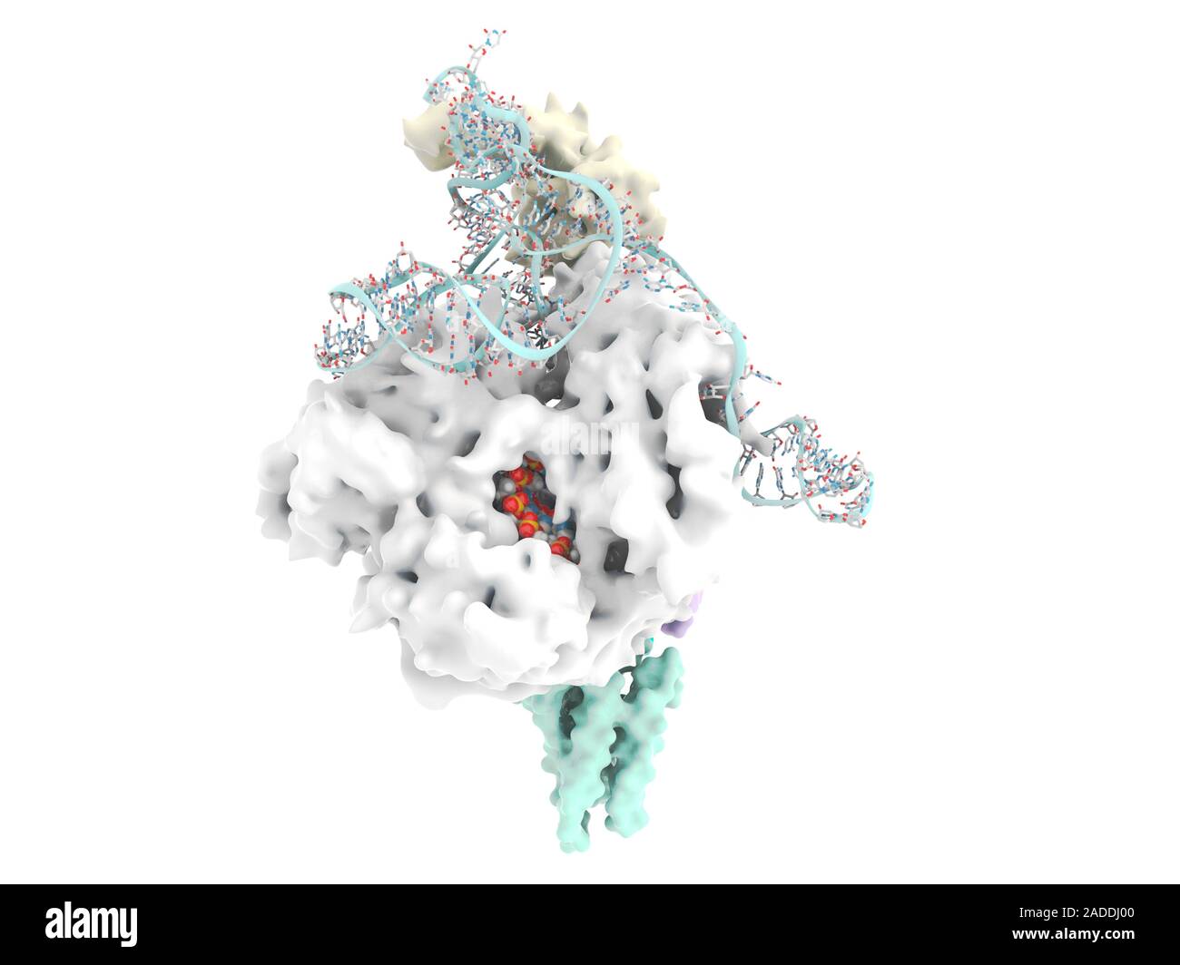 Telomerase active site bound to DNA, molecular model. Telomerase is a ...
