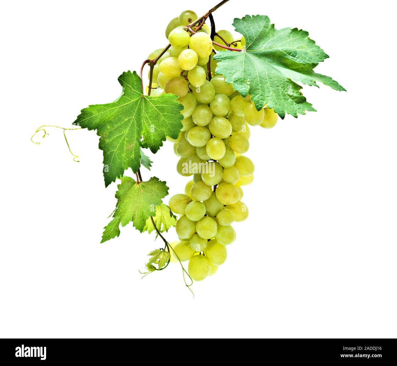 Grapevine isolated on white background Stock Photo - Alamy