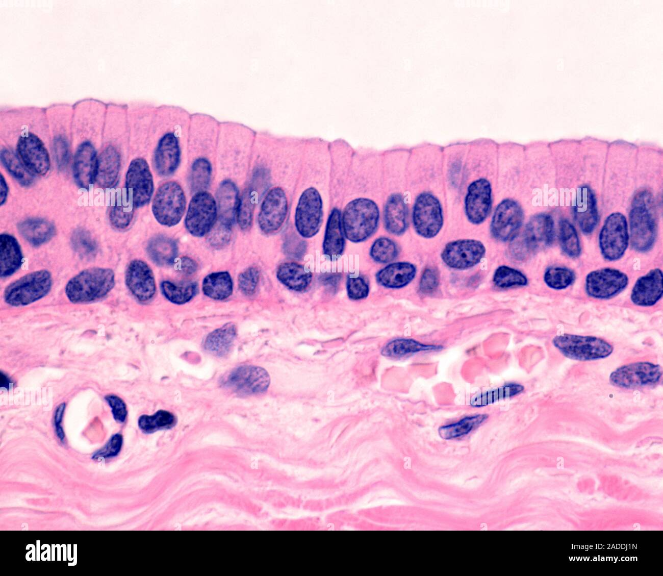 Light micrograph of a section through stratified columnar epithelium ...
