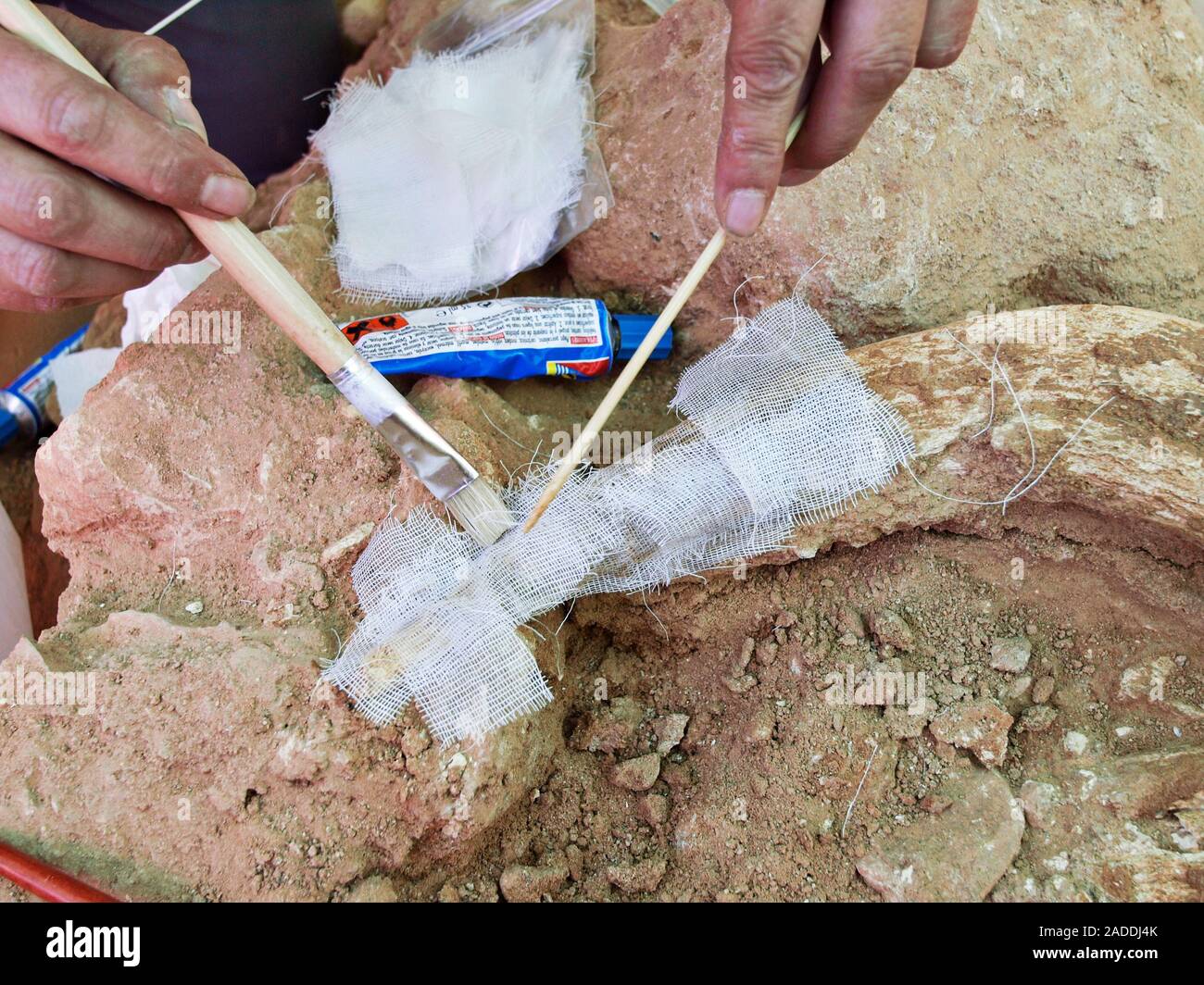 Fossil preservation at Neanderthal excavation site. Researcher using ...
