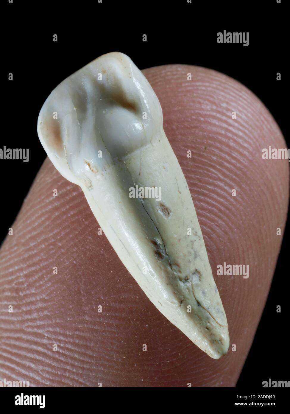 Infant Neanderthal tooth. This tooth is a molar from a Neanderthal ...