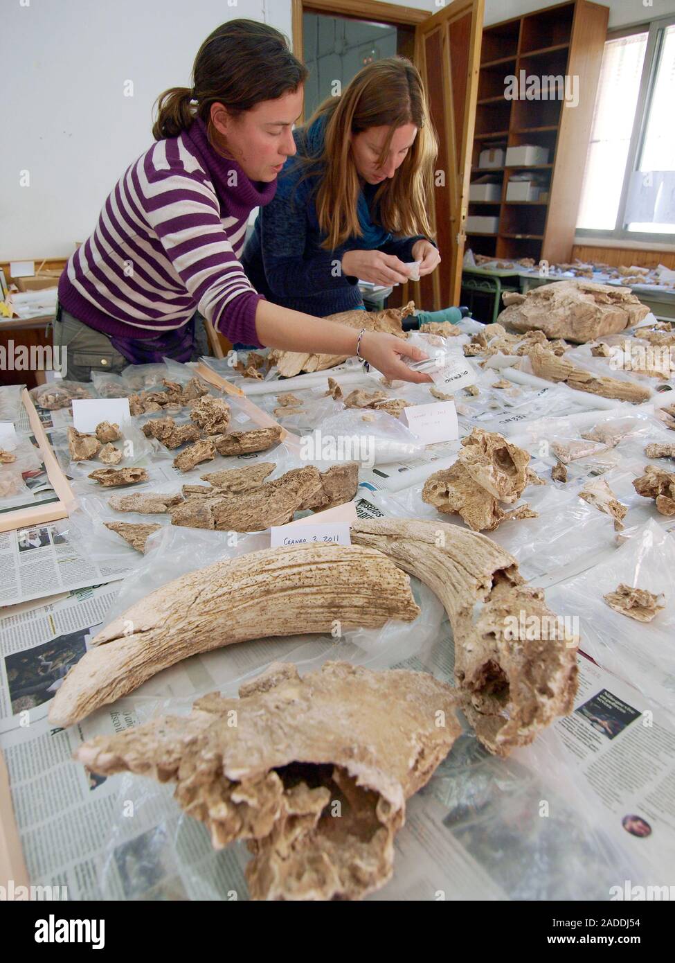 Fossil analysis at Neanderthal excavation site. Researchers analysing ...