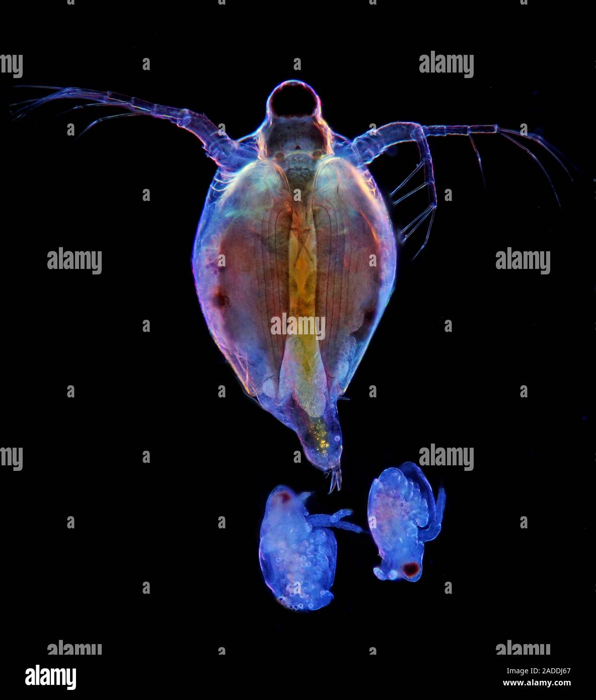 Water flea and young. Darkfield illuminated polarised light micrograph ...