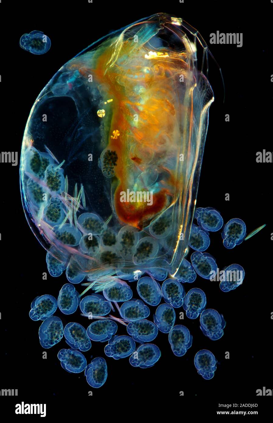 Water flea and young. Darkfield illuminated polarised light micrograph ...