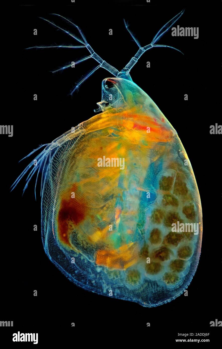 Water flea (Scapholeberis sp.) and eggs. Darkfield illuminated ...